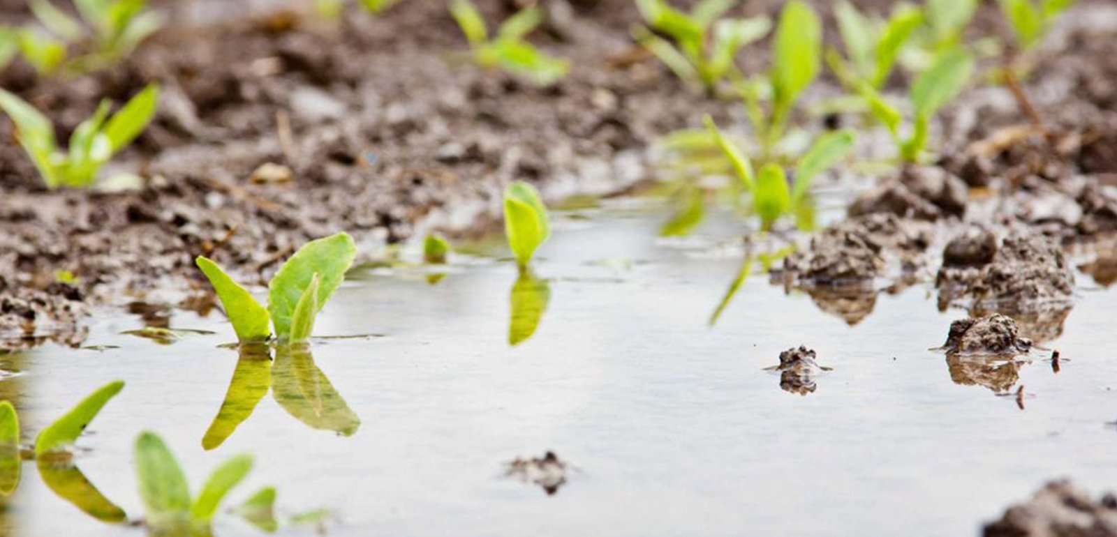 Soil & Water Analysis - Airsense Environmental Lab